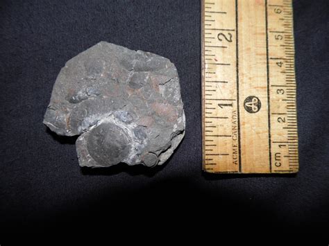 Ordovician Fossil Total Mystery Fossil Id The Fossil Forum