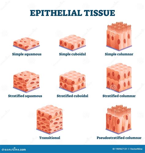 Stratified Cuboidal Labeled