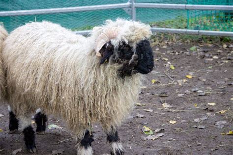 The Valais Blacknose Ovis Aries Is A Breed Of Domestic Sheep