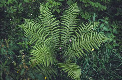 Fern Plant By Stocksy Contributor Alessio Bogani Stocksy