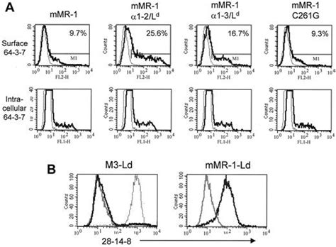 Biochemical Features Of The Mhc Related Protein 1 Consistent With An