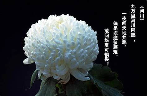 哀悼图片大全背景图哀悼图片大全配图 伤感说说吧