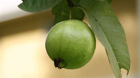 Foto Jambu Biji Bisa Jadi Pemicu Usus Buntu Mitos Atau Fakta