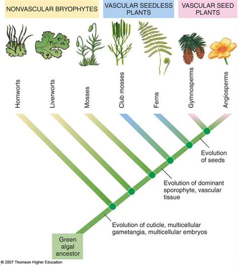 Green Algae Plant