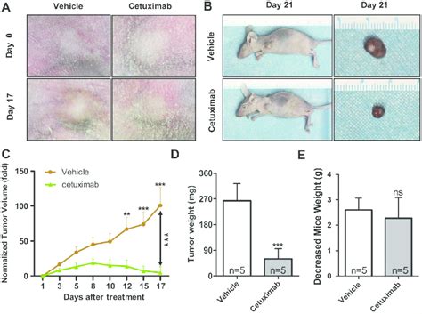 Cetuximab Treatment Of Cal27 Xenografts Tumor A And B Tumor