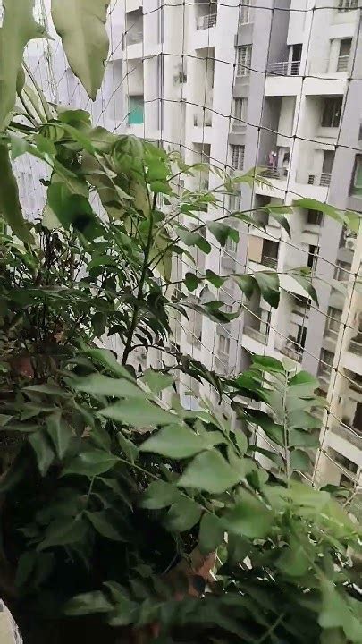 भिजून गेला वारासकाळी सकाळी मनाला गारवा देणारी गाणीपडणारा पाऊस