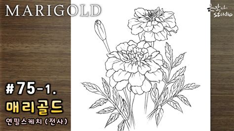 Flower Drawing Marigold 매리골드메리골드 그리기 꽃그림 수업 75 1 아프리카tv Vod