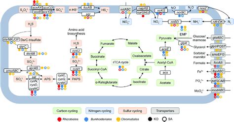 Metabolic Pathways Of Carbon Nitrogen And Sulfur Cycling In The Three