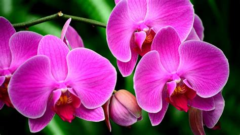 Stunning Pink Orchid A 4K Ultra HD Nature Wallpaper