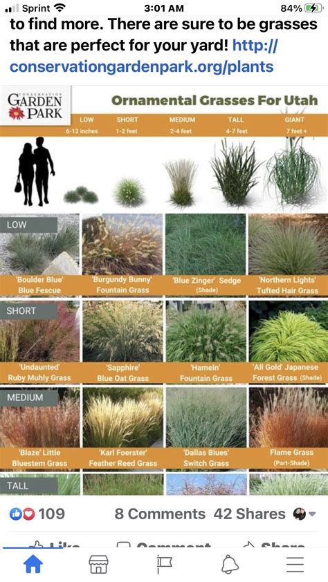 Best Ornamental Grasses For Midwest Gardens Artofit