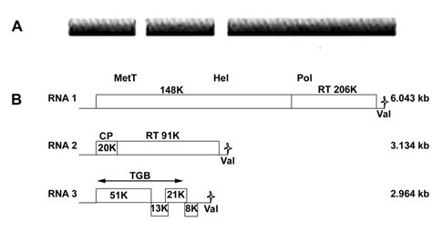 Particle Morphology A And Genome Organization B Of Potato Mop Top