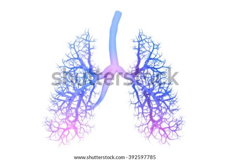 Human Lungs Anatomy Stock Illustration 392597785