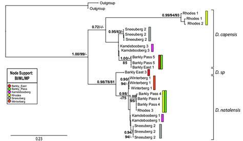 bayesian inference phylogram of demoreptus spp for the coi gene marker
