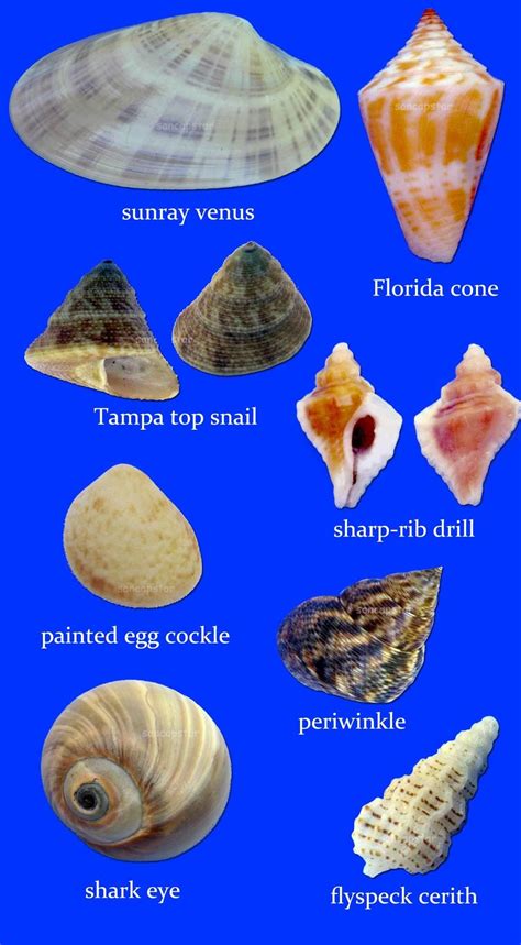 Image Result For Shell Identification Artofit
