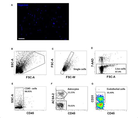 Fluorescence Activated Cell Sorting Facs Analysis Of Single Cell