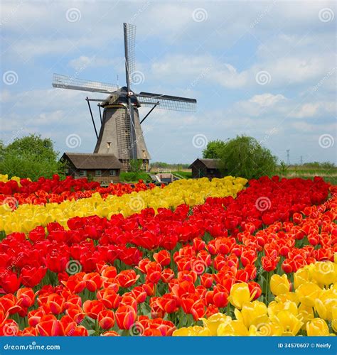 Dutch Windmill Over Tulips Field Stock Image Image Of Orange Mill