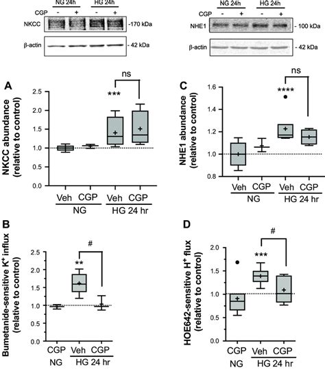 Inhibition Of Pkcbii Reduces High Glucose Induced Increases In Nkcc And