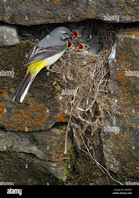 Grey Wagtail Motacilla Cinerea Male At Nest Feeding Young Upper Teesdale Co Durham England