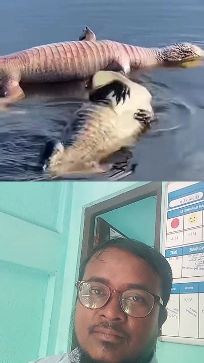 কুমির যখন কুমিরকে খায় Youtube