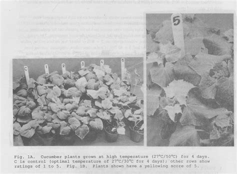 Screening Of The Us Cucumber Germplasm Collection For Heat Stress Tolerance The Cucurbit