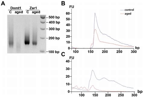 Quantification Of Polya Tail Length For Dnmt1 And Zar1 By Epat 24 H
