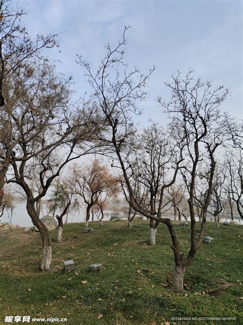 树摄影图 国内旅游 旅游摄影 摄影图库 昵图网