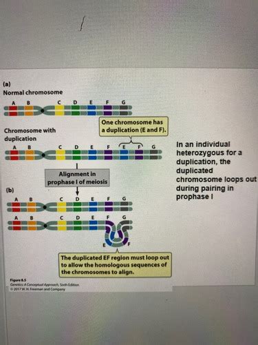 Biology Genetics Test 3 Flashcards Quizlet