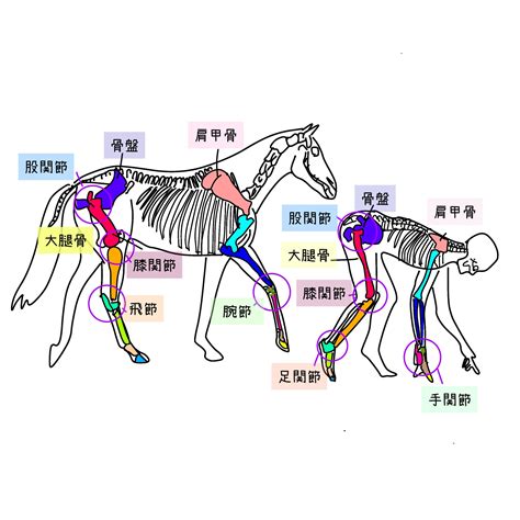 馬の骨格の検索結果 Yahooきっず検索