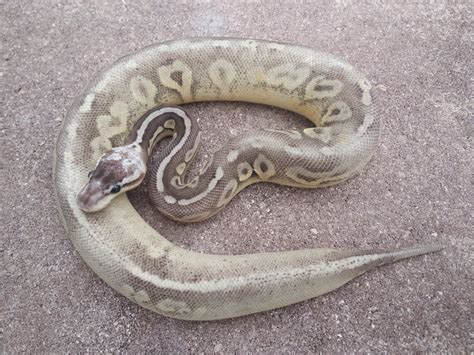 Morph List World Of Ball Pythons