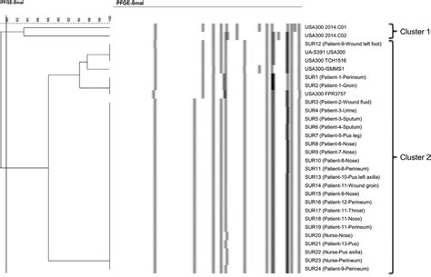 In Silico Prediction Of Pfge Smai Fragment Pattern Dendrogram