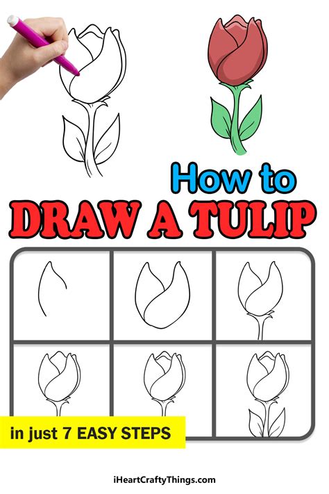 How To Draw A Tulip Step By Step