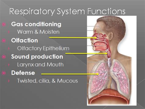 Cilia Respiratory System