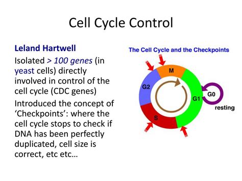 Ppt The Cell Cycle And Cancer Powerpoint Presentation Free Download Id 3097435