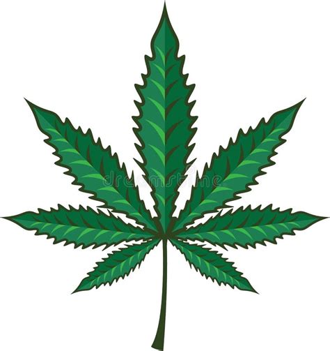 大麻大麻叶子传染媒介 向量例证 插画 包括有 致瘾 烹调 草本 麻醉 无用数据 加纳 农场 62564494
