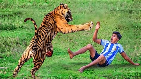 Royal Bengal Tiger Images