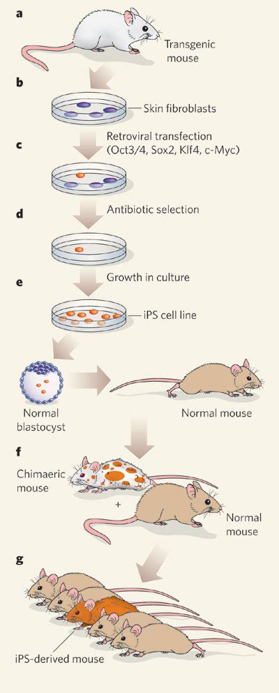 Generating Induced Pluripotent Stem Cells Learn Science At Scitable