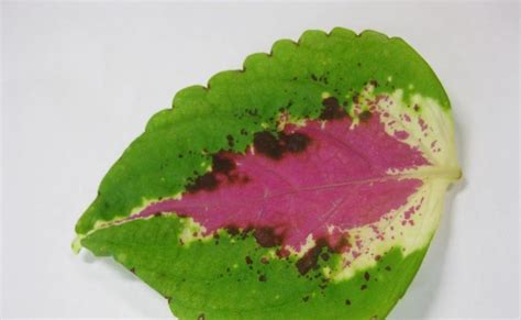Sji International Science Department News Chlorophyll And Starch In