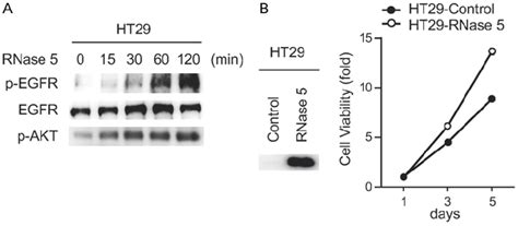 Rnase 5 Activates Egfr And Enhances Cell Proliferation In Colorectal