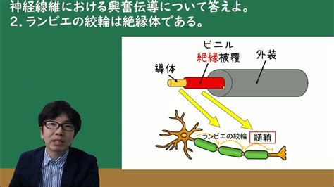 神経線維における興奮伝導【解剖生理学・形態機能学 神経系基礎】 Youtube