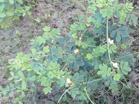 Broadleaf Weeds College Of Agriculture Forestry And Life Sciences Artofit
