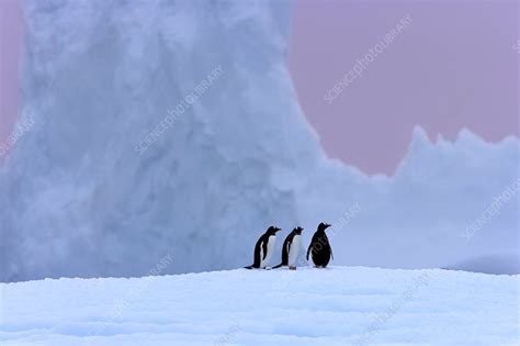 Gentoo Penguin Group On Iceberg Antarctica Stock Image F023 2642