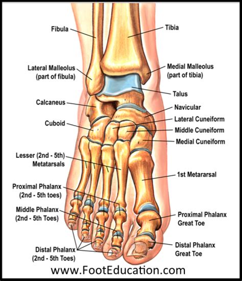 Diagram Of The Ankle Bones