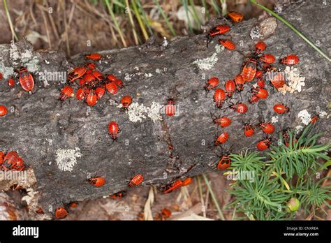 Firebug Pyrrhocoris Apterus Larvae Sitting On A Branch Germany