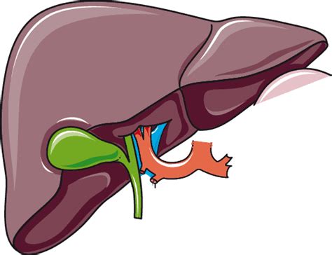 Cholangitis Almostadoctor