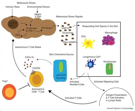 How To Use Monobenzone Powder？ Salispharm