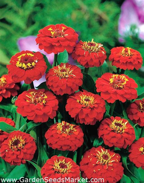 Zinnia Liliput Scarlet Gem Scarlet Seeds Garden Seeds Market