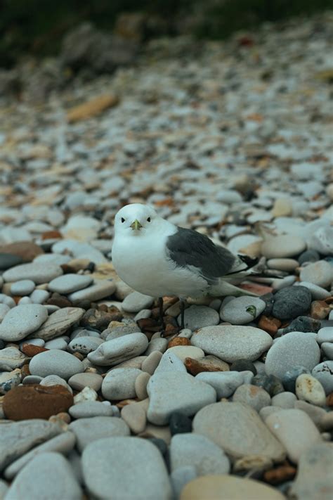 Une Mouette Se Tient Sur Une Plage Rocheuse Photo Photo Baie De