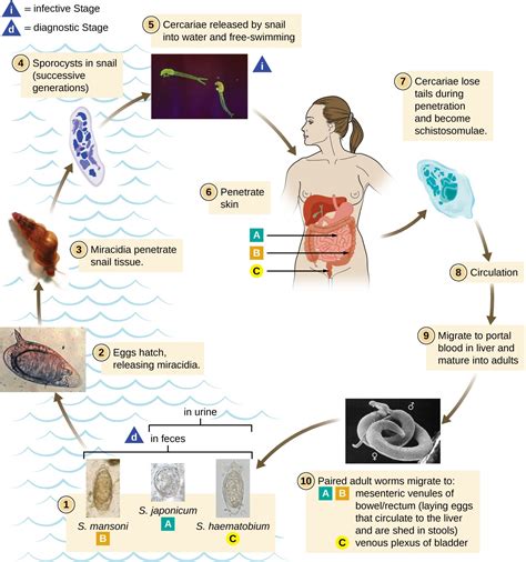 Helminths Structure Classification Life Cycle Infection Pathogenesis Biology Notes Online