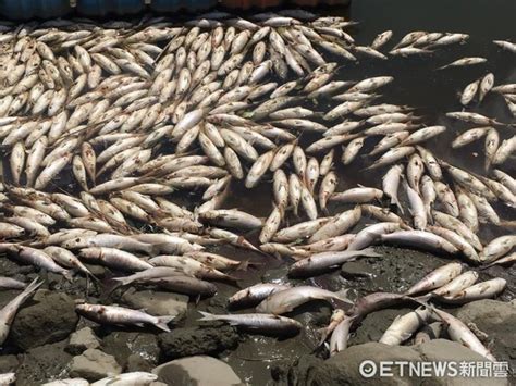 基隆河上萬烏仔魚暴斃 李富城批「有毒廢水」慘遭打臉 Ettoday社會新聞 Ettoday新聞雲
