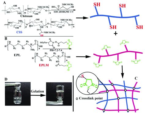 Schematic Representation Of The Synthesis Of Crosslinking Thiol Download Scientific Diagram